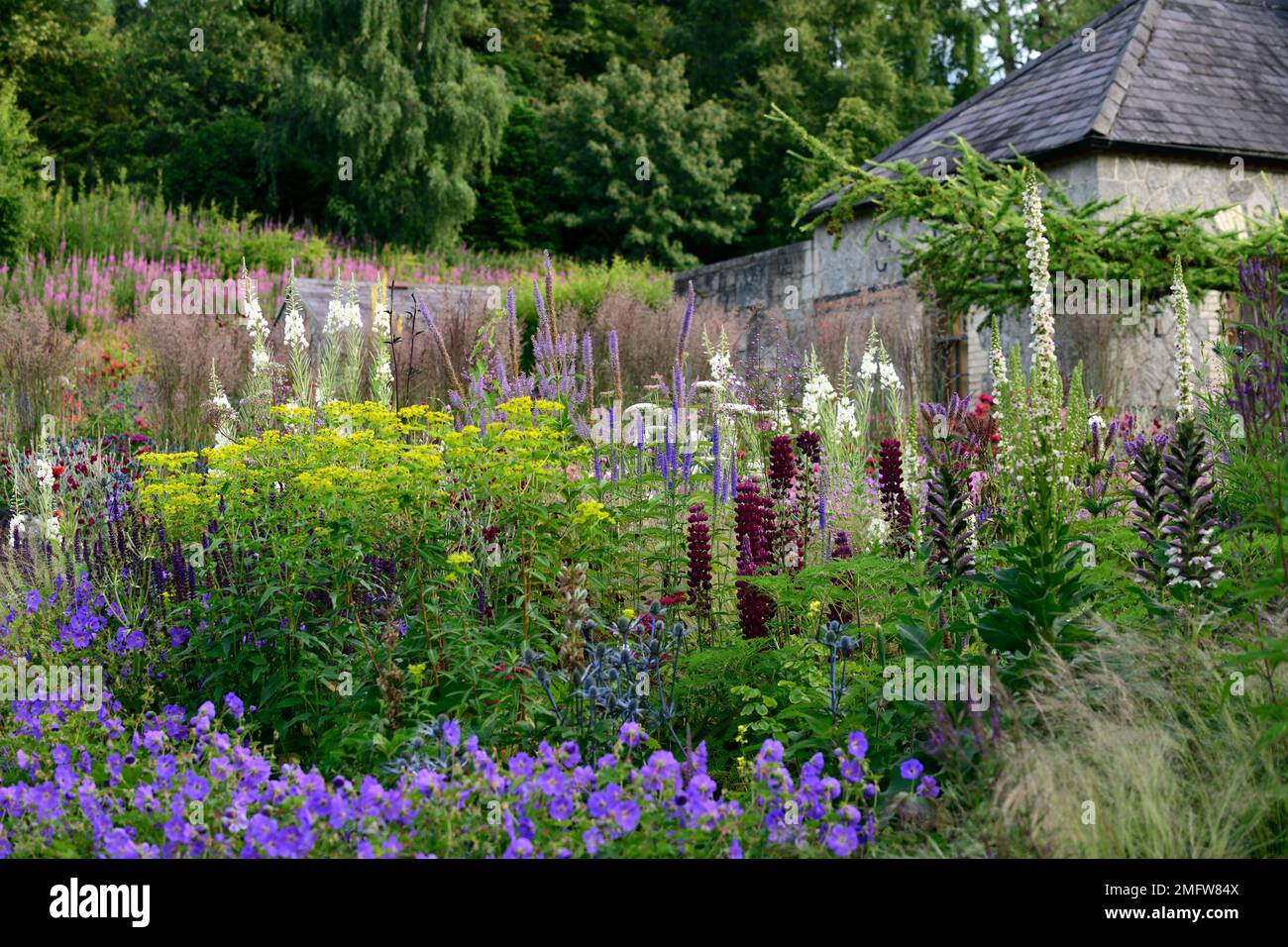 Eryngium x zabelii Big Blue,Euphorbia longifolia Amjilassa,lupin ...