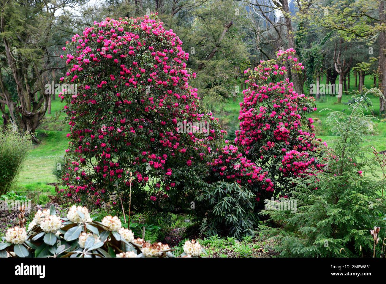 rhododendron arboreum subsp delavayi,tree,red flowers,flowering ...