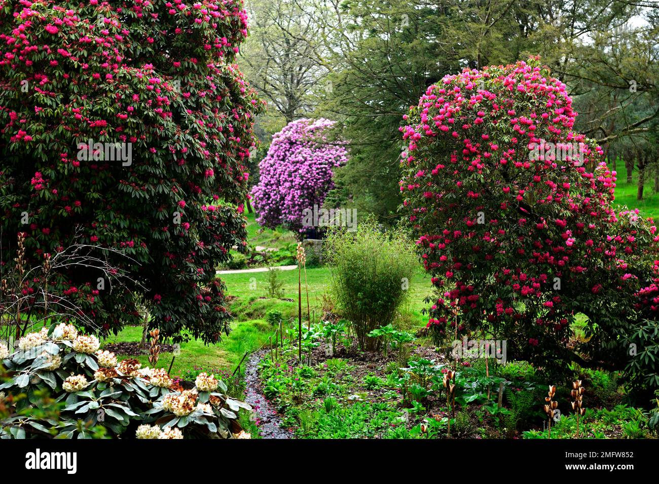 rhododendron arboreum subsp delavayi,tree,red flowers,flowering ...