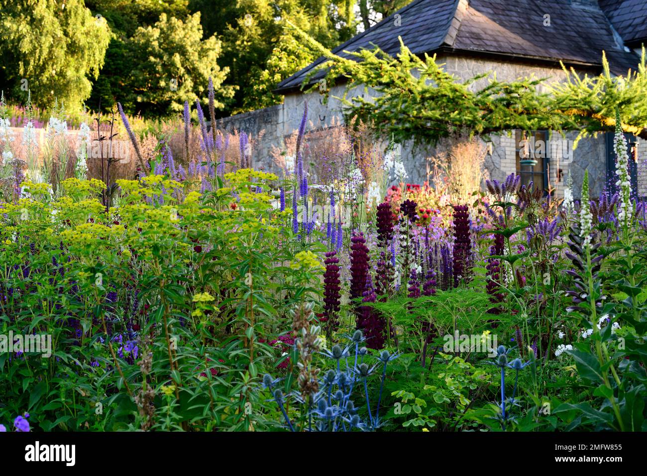 Eryngium x zabelii Big Blue,Euphorbia longifolia Amjilassa,lupin ...