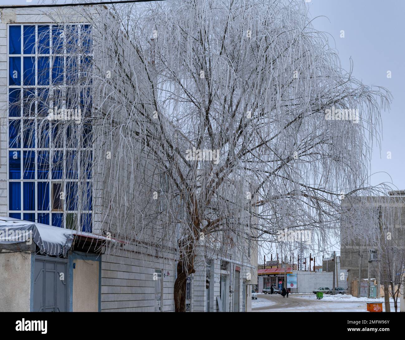 Snow covered tree Stock Photo - Alamy