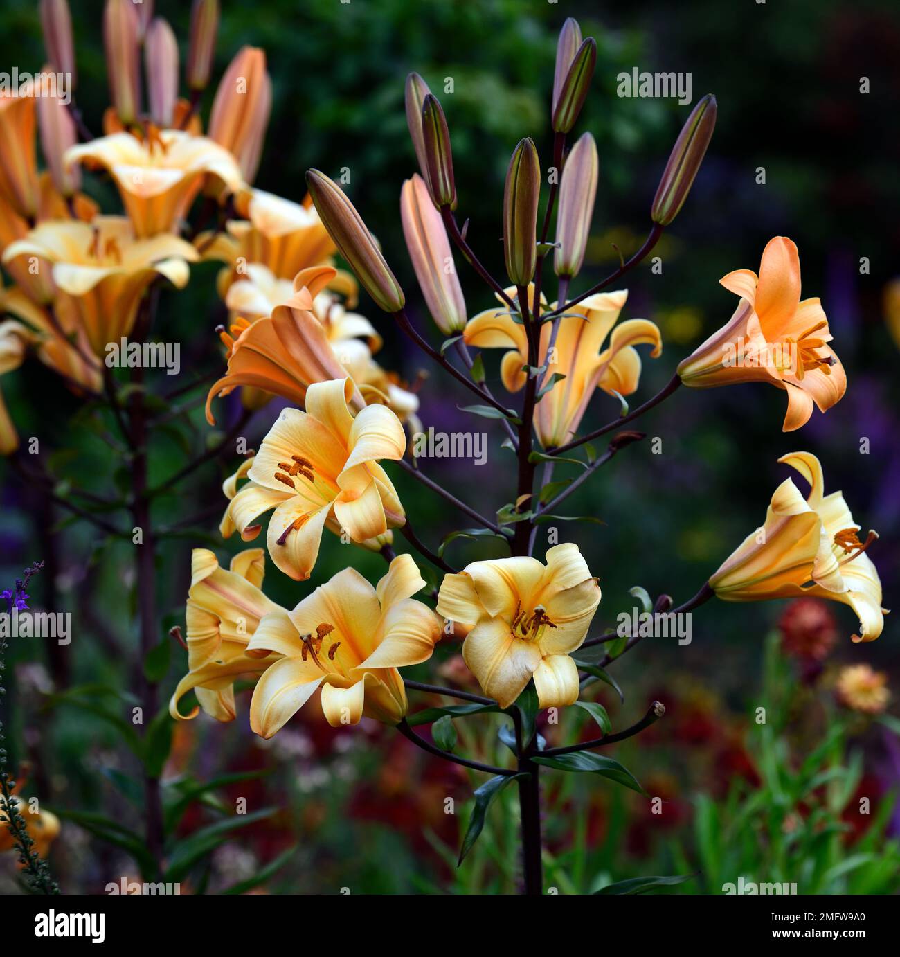 Lilium Orange planet,Orange Planet trumpet lily,orienpet lilt,scented ...