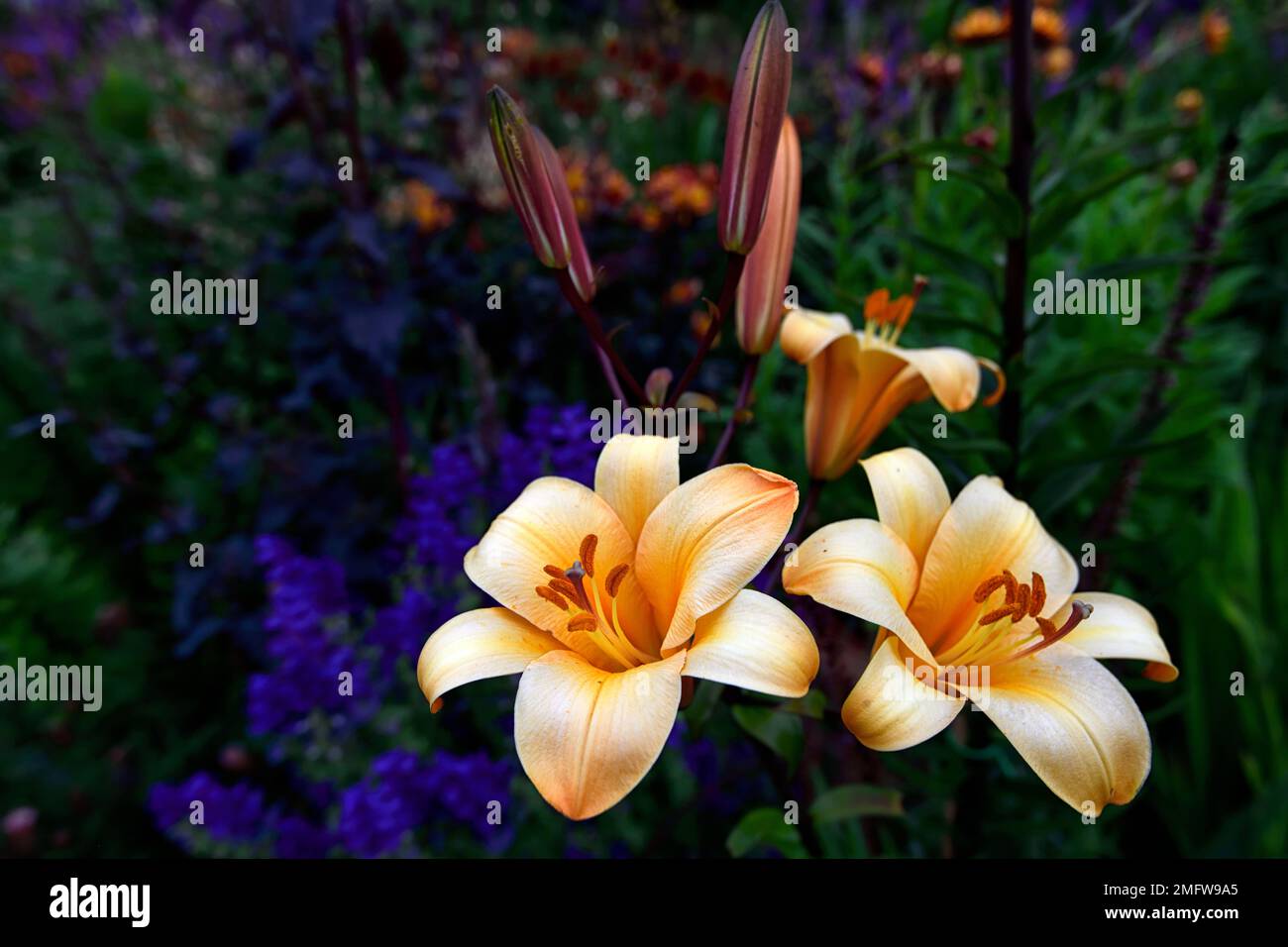 Lilium orange planet hi-res stock photography and images - Alamy