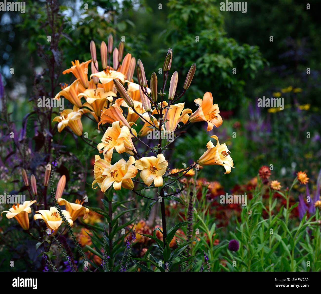 Lilium Orange planet,Orange Planet trumpet lily,orienpet lilt,scented ...