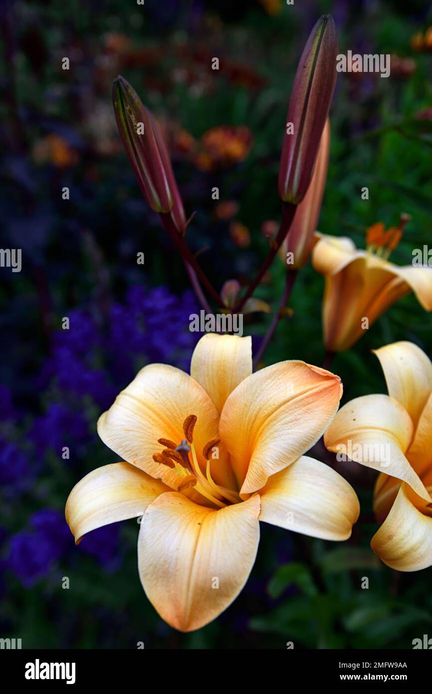 Lilium Orange planet,Orange Planet trumpet lily,orienpet lilt,scented ...