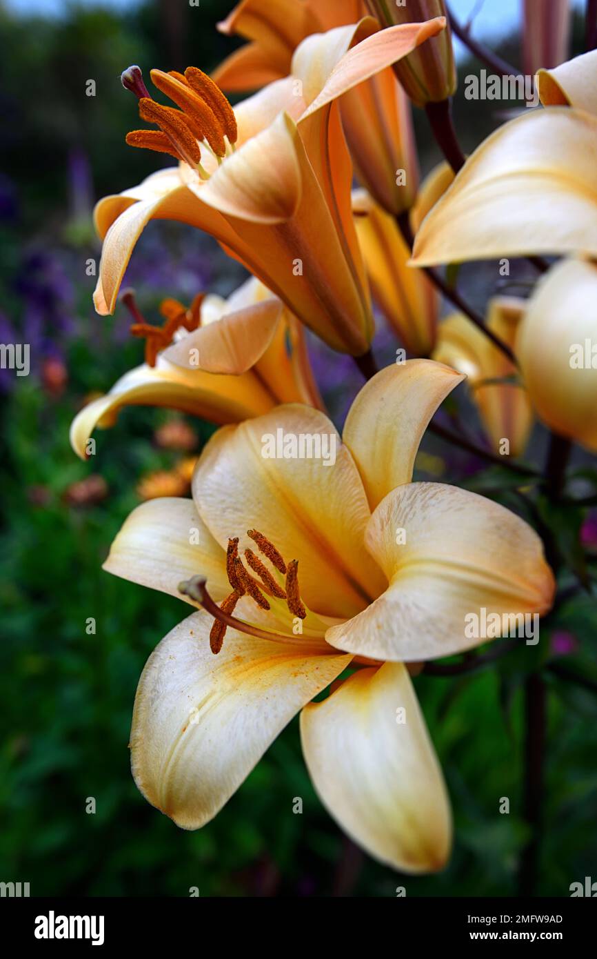 Upward facing trumpet flowers hi-res stock photography and images - Alamy