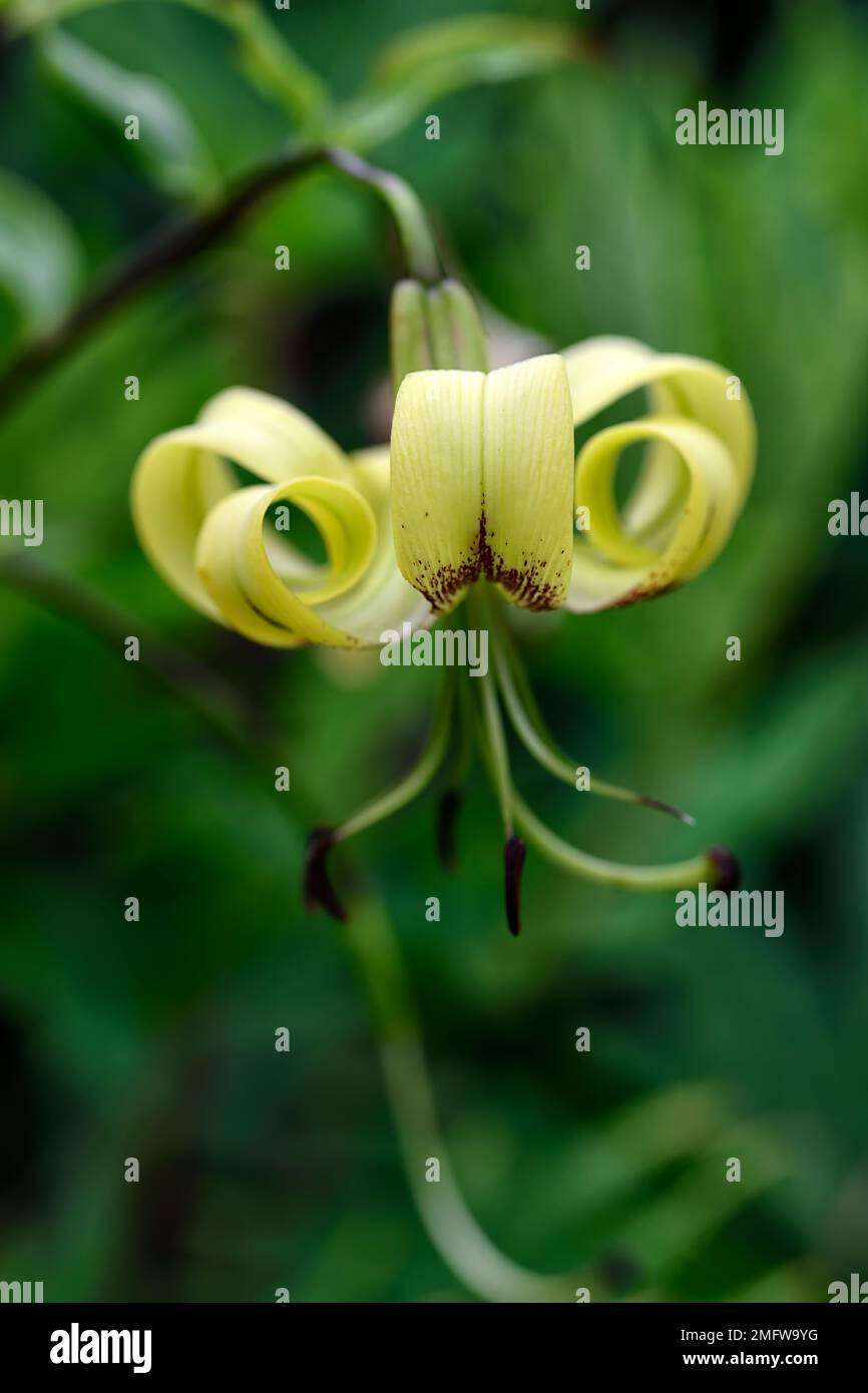 Lilium taliense hi-res stock photography and images - Alamy