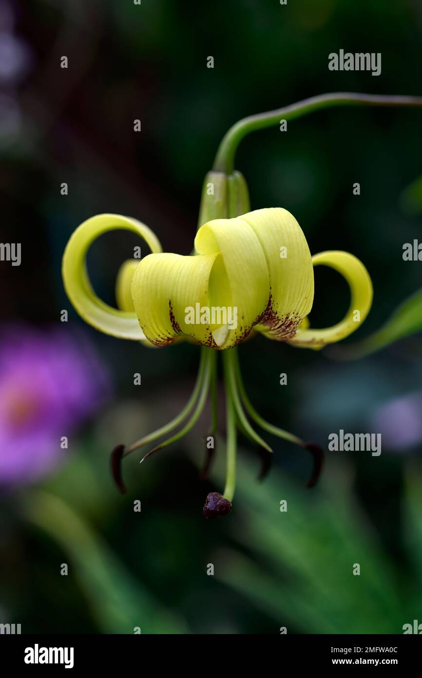 Lilium taliense hi-res stock photography and images - Alamy