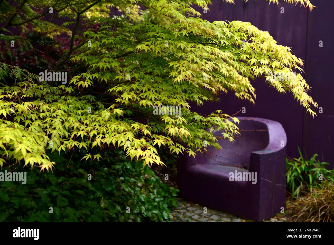lime green acer,lime green acer leaves,lime green acer foliage,acer in ...