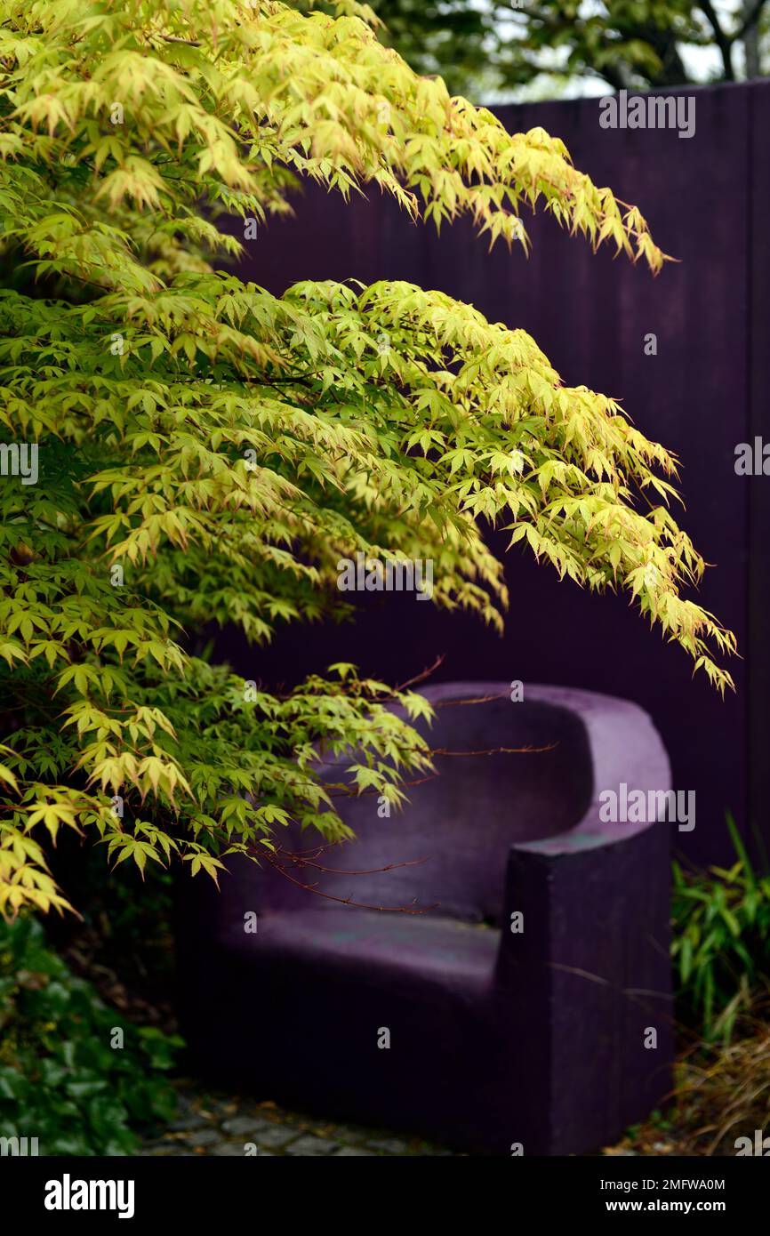 lime green acer,lime green acer leaves,lime green acer foliage,acer in ...