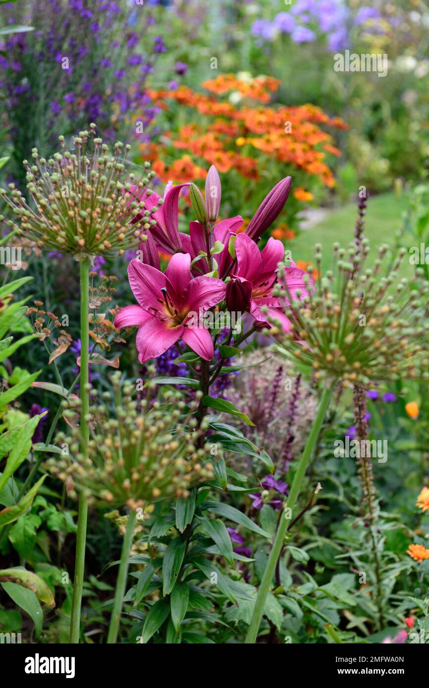 Lilium Purple Prince,Lily Purple Prince, Orienpet lily Purple Prince ...