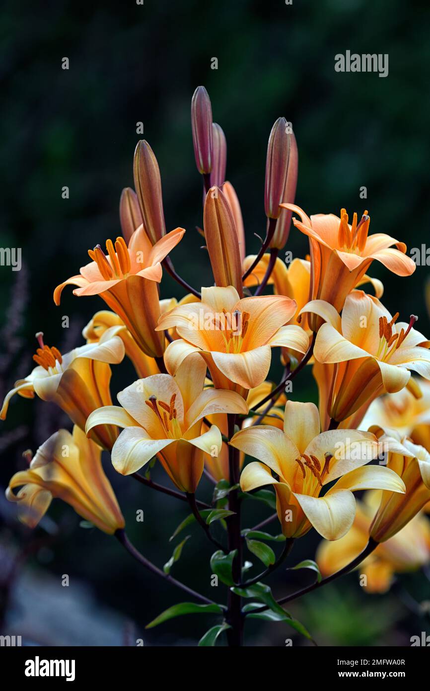 Lilium Orange planet,Orange Planet trumpet lily,orienpet lilt,scented ...