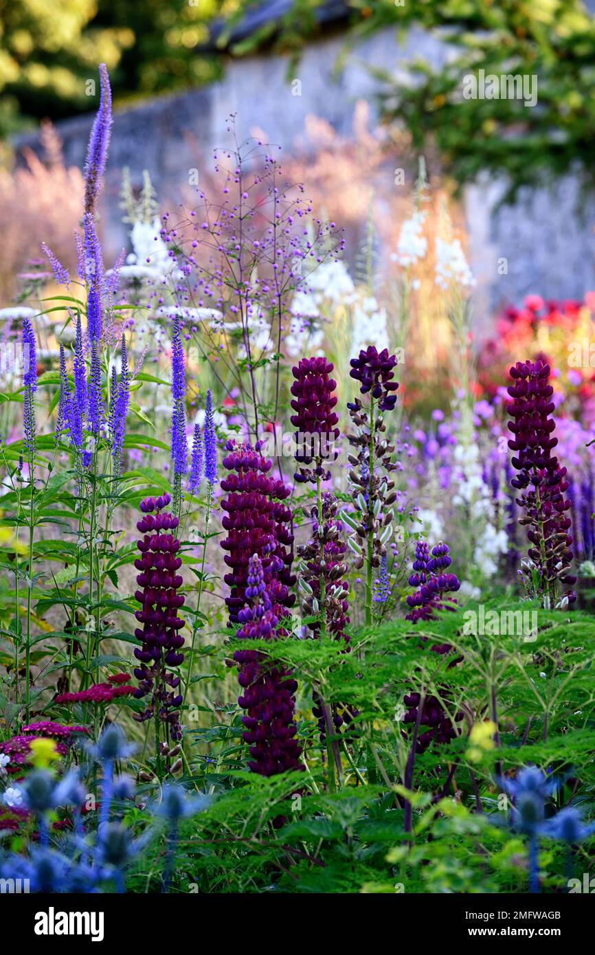 Eryngium x zabelii Big Blue,Euphorbia longifolia Amjilassa,lupin ...
