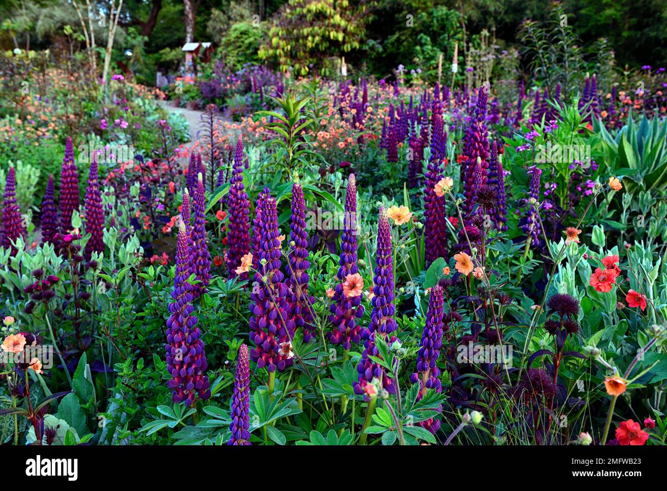 lupin masterpiece,early summer,mixed planting scheme,perennial ...