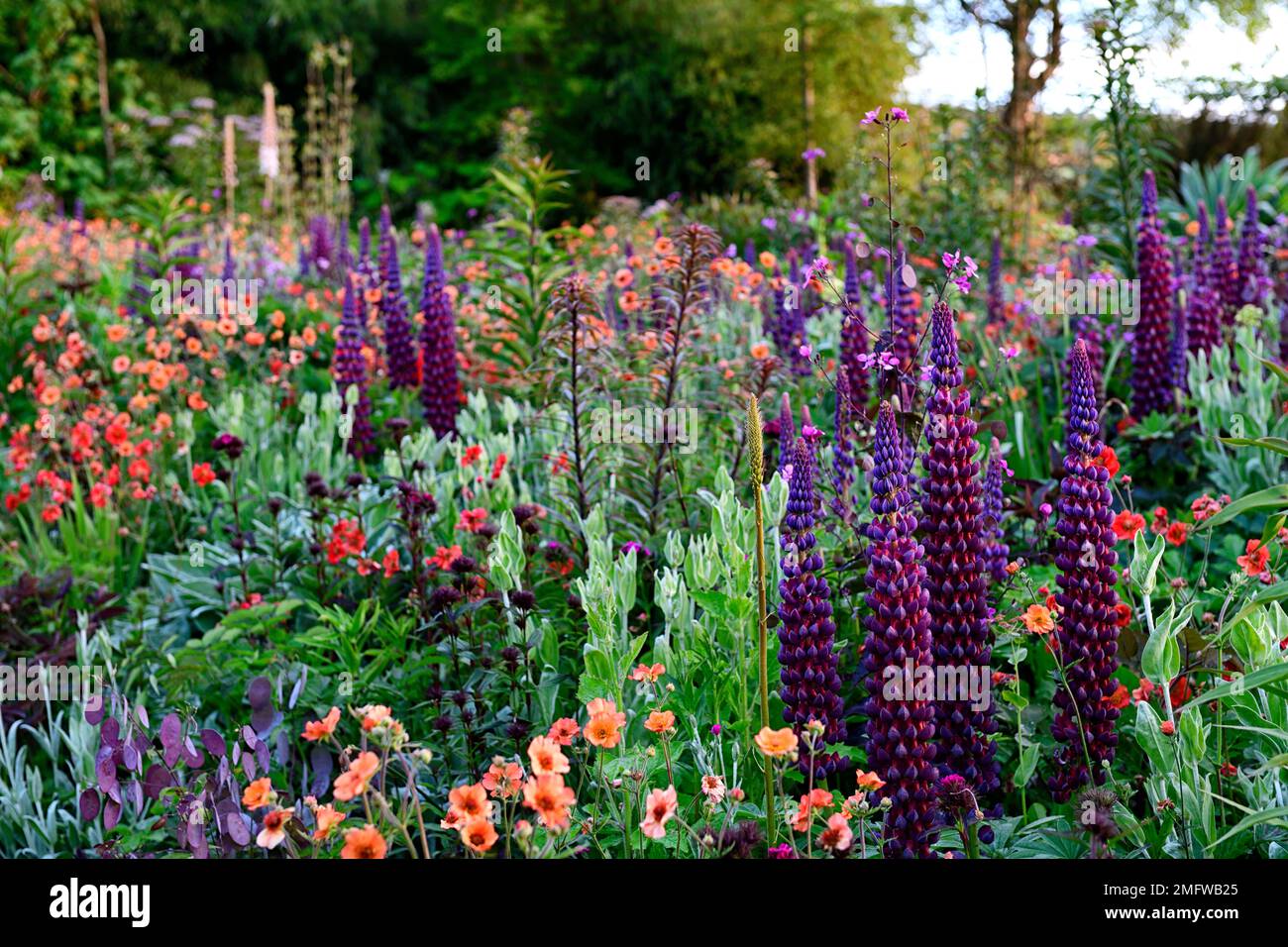 lupin masterpiece,early summer,mixed planting scheme,perennial ...