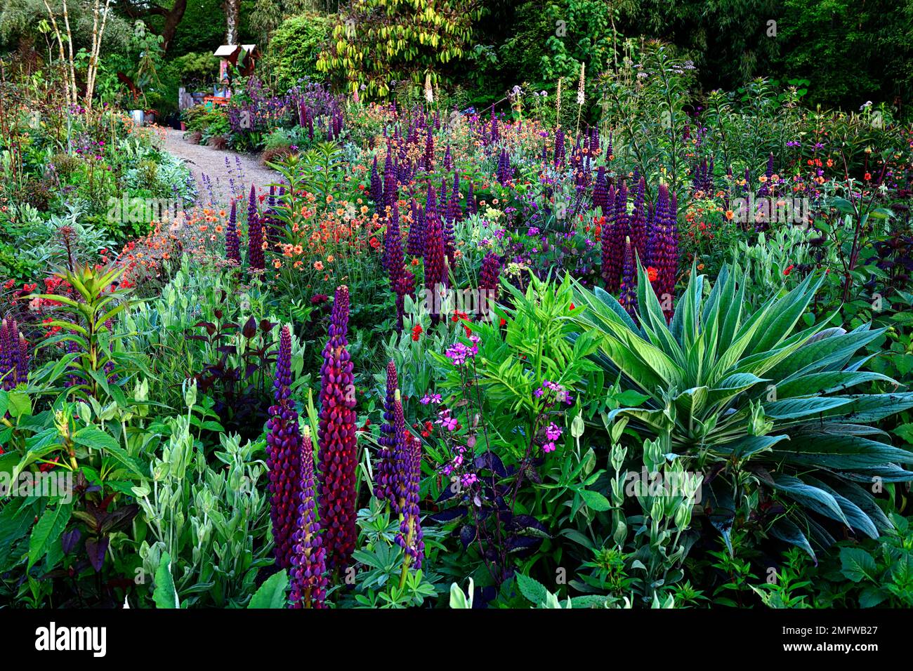 lupin masterpiece,early summer,mixed planting scheme,perennial ...
