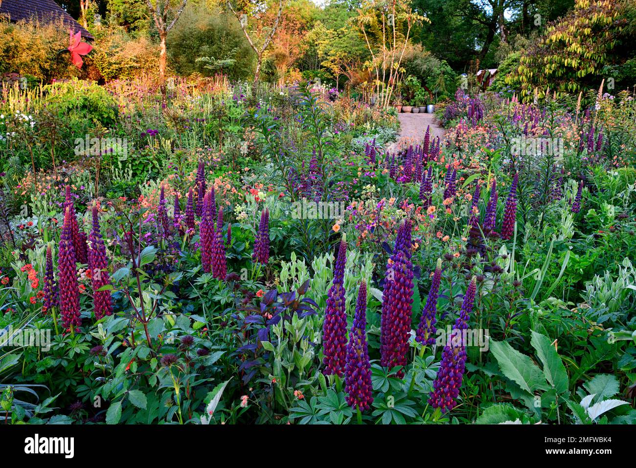 lupin masterpiece,early summer,mixed planting scheme,perennial ...
