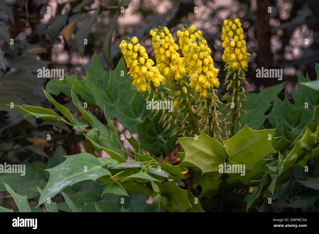 Closeup view of bright yellow clusters of flowers of mahonia japonica ...