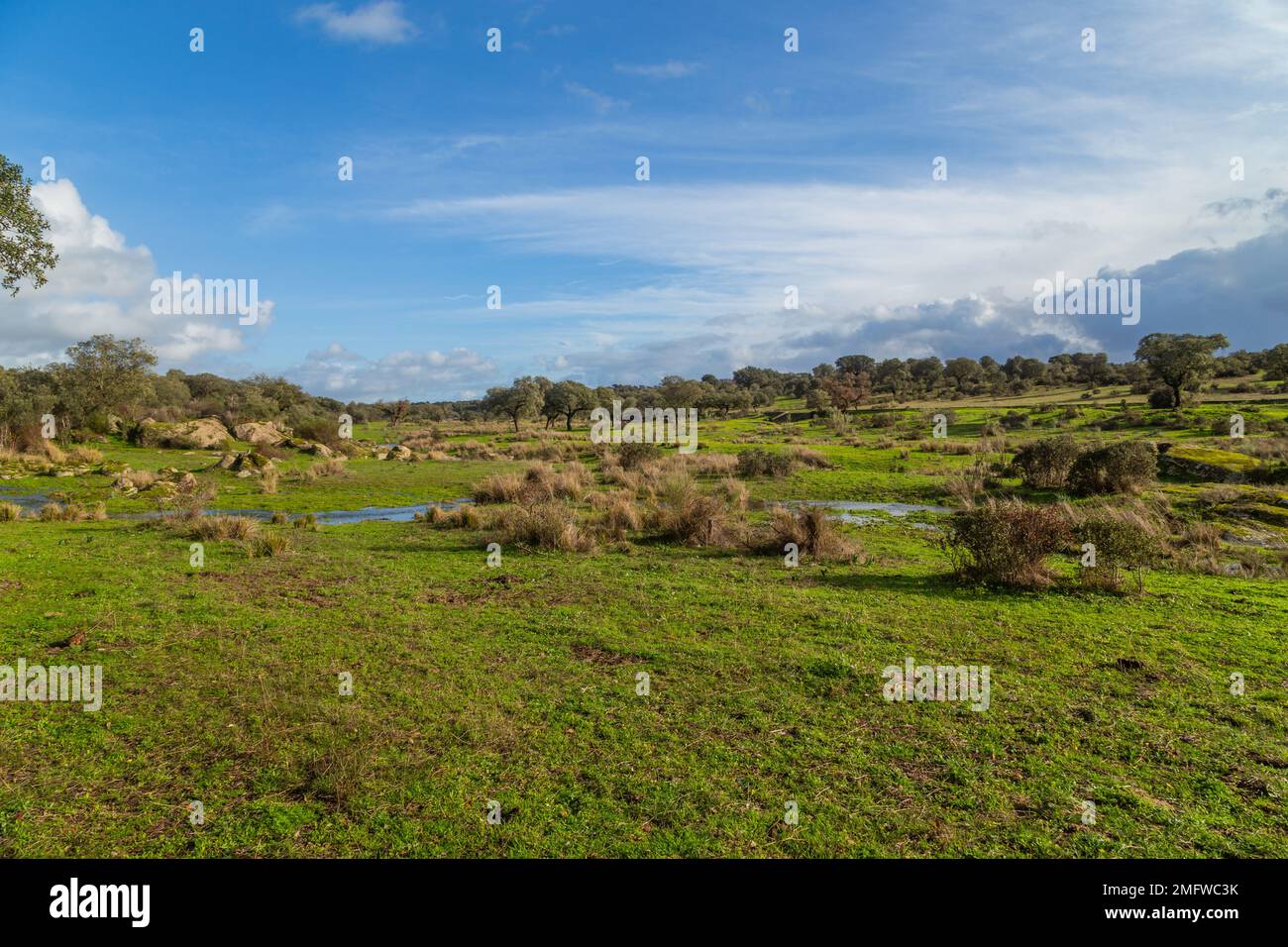 Cork oak trees (Quercus suber) in the landscape, Extremadura, Spain ...