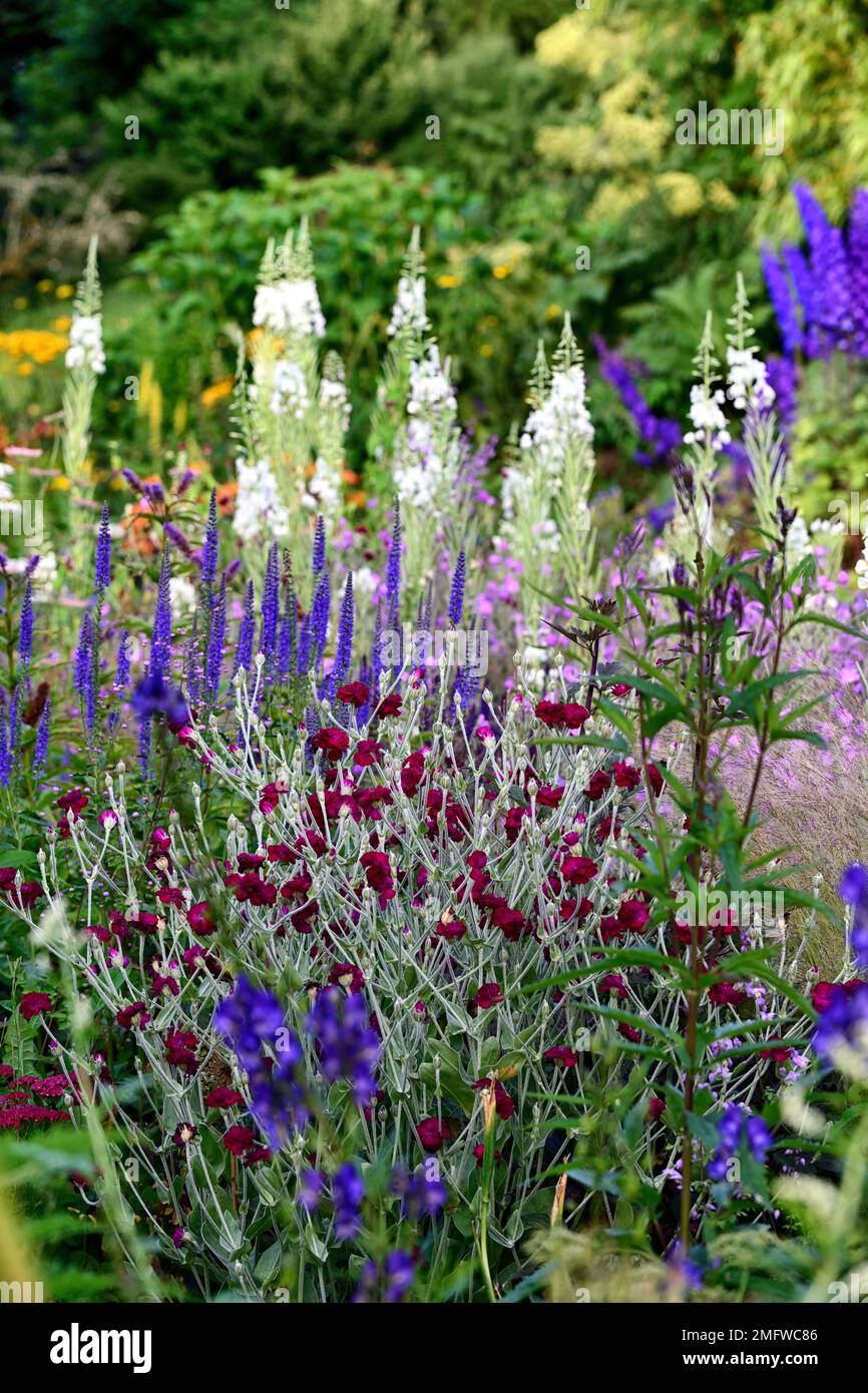 Eryngium x zabelii Big Blue,Euphorbia longifolia Amjilassa,lupin ...