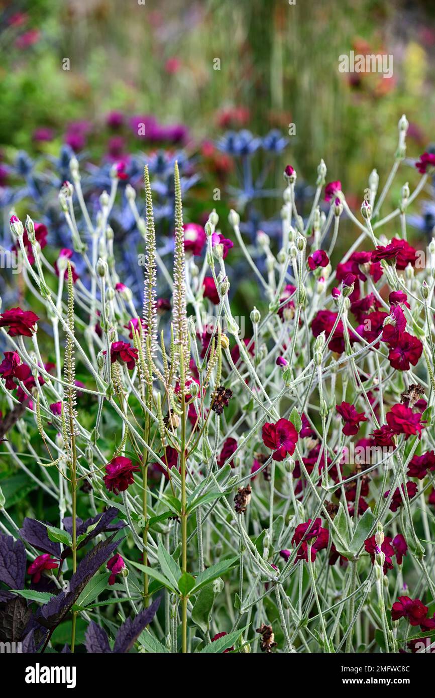 lychnis coronaria gardeners world,veronicastrum,eronicastrum virginicum ...