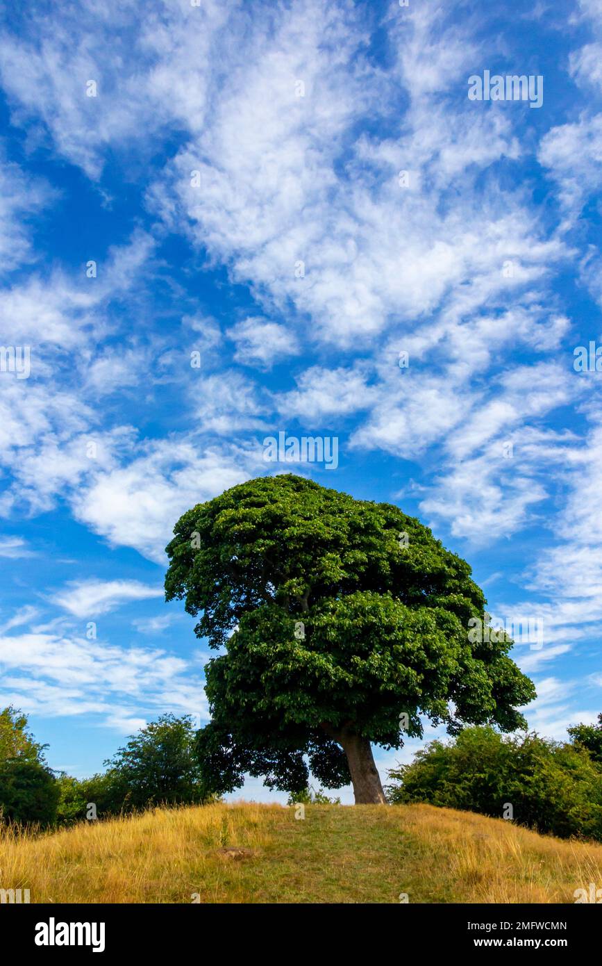 Will Shore's Tree that William Wordsworth wrote a sonnet about near ...