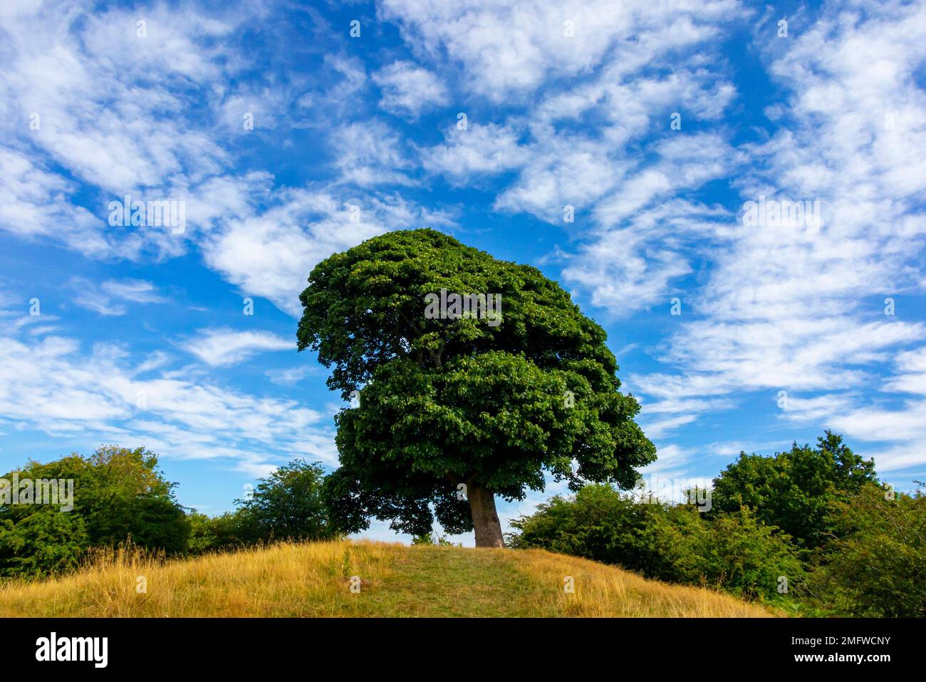 Will Shore's Tree that William Wordsworth wrote a sonnet about near ...