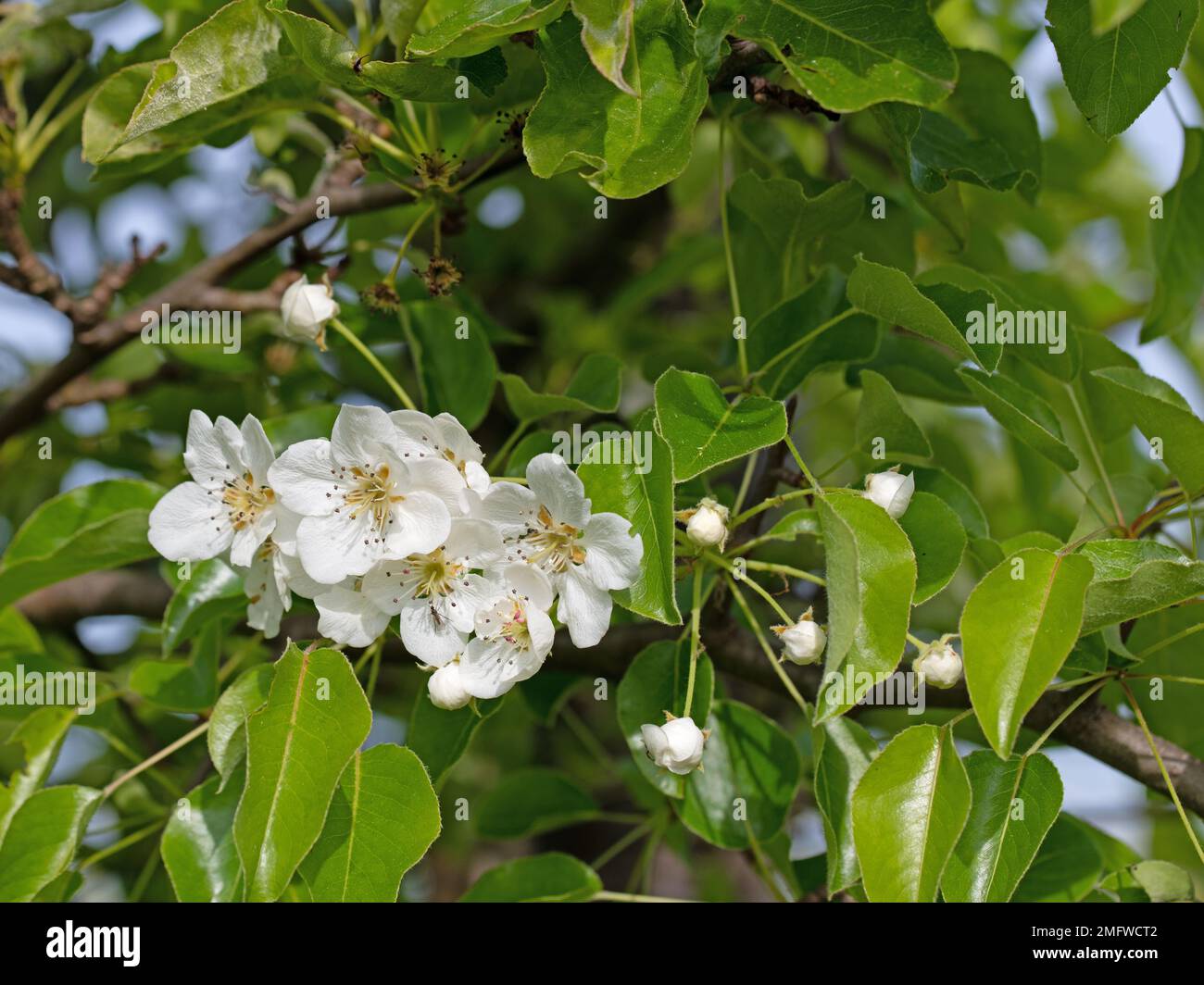 Flowering pears, Pyrus, in spring in a close-up Stock Photo - Alamy