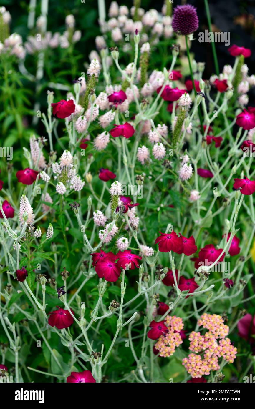Veronica longifolia first choice hi-res stock photography and images ...