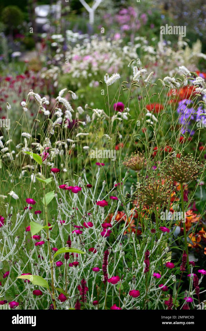 lychnis coronaria gardeners world,Sanguisorba tenuifolia,red pink white ...
