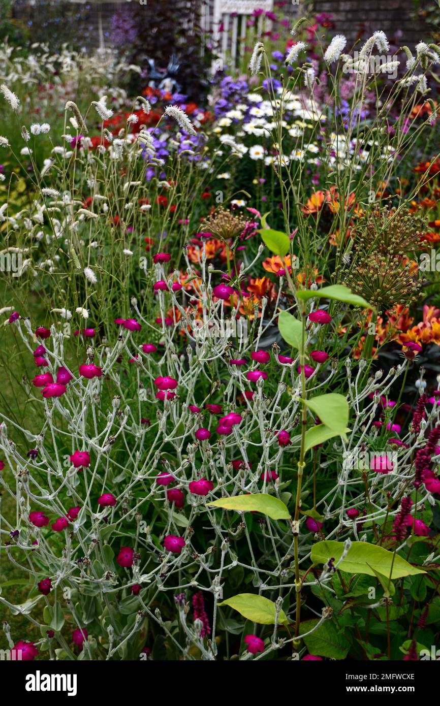 lychnis coronaria gardeners world,Sanguisorba tenuifolia,red pink white ...