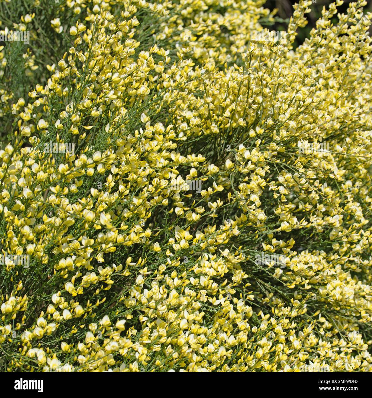 Flowering broom, Cytisus scoparius, in spring Stock Photo - Alamy