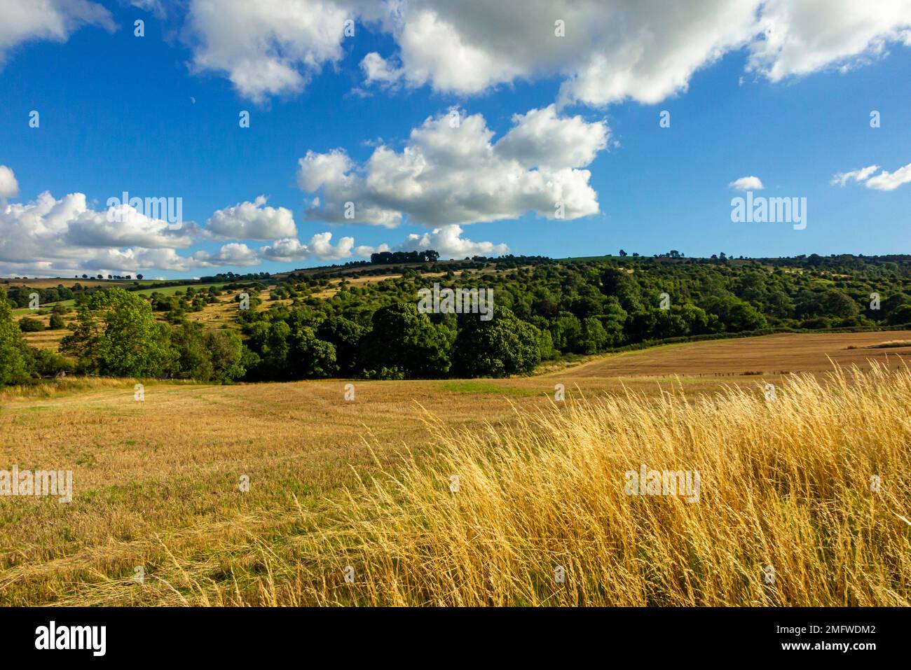 Summer fields in arable rolling countryside near Wensley in the ...