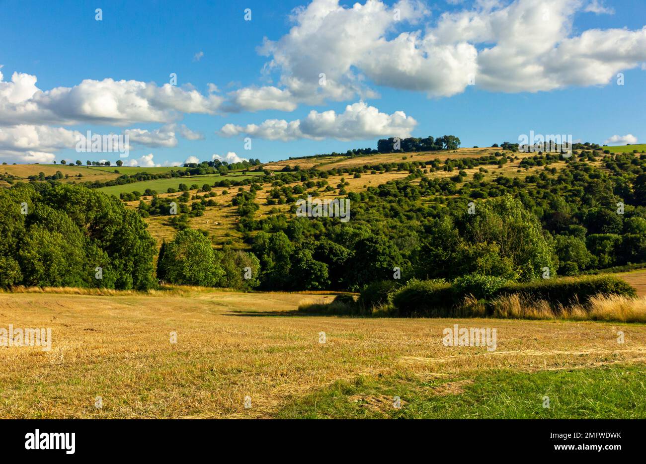 Summer fields in arable rolling countryside near Wensley in the ...