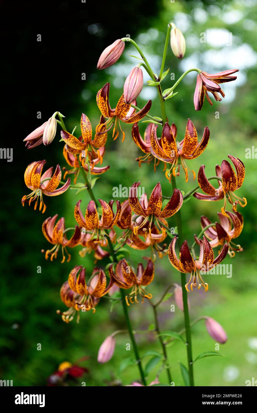 Night lily hi-res stock photography and images - Alamy