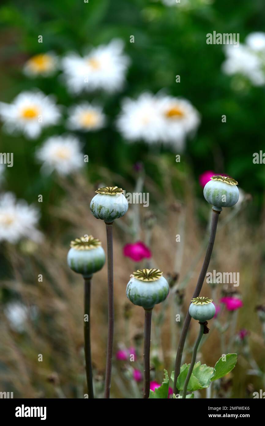opium poppy seedhead,white daisy,white daisies,poppy seedheads,poppy ...