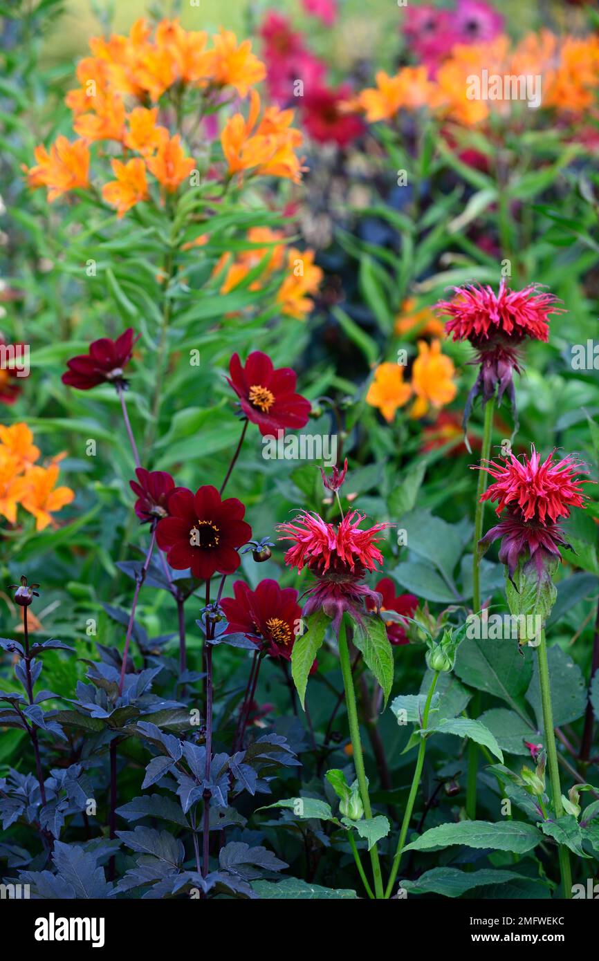Dahlia Bishop of Auckland,Monarda Jacob Cline,orange alstroemeria,mixed ...