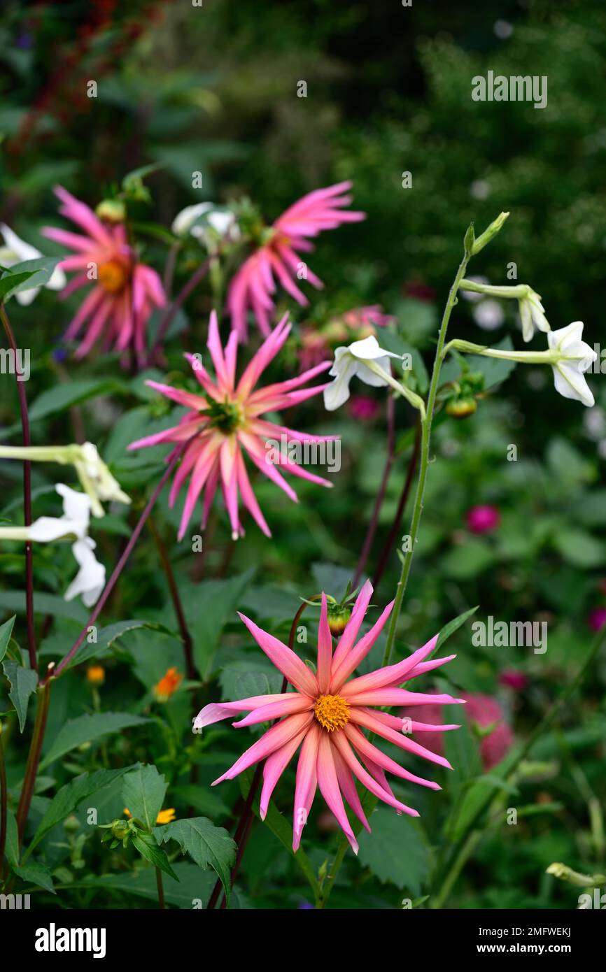 cactus dahlia,coral pink flowers,coral orange flowers,cactus dahlias ...