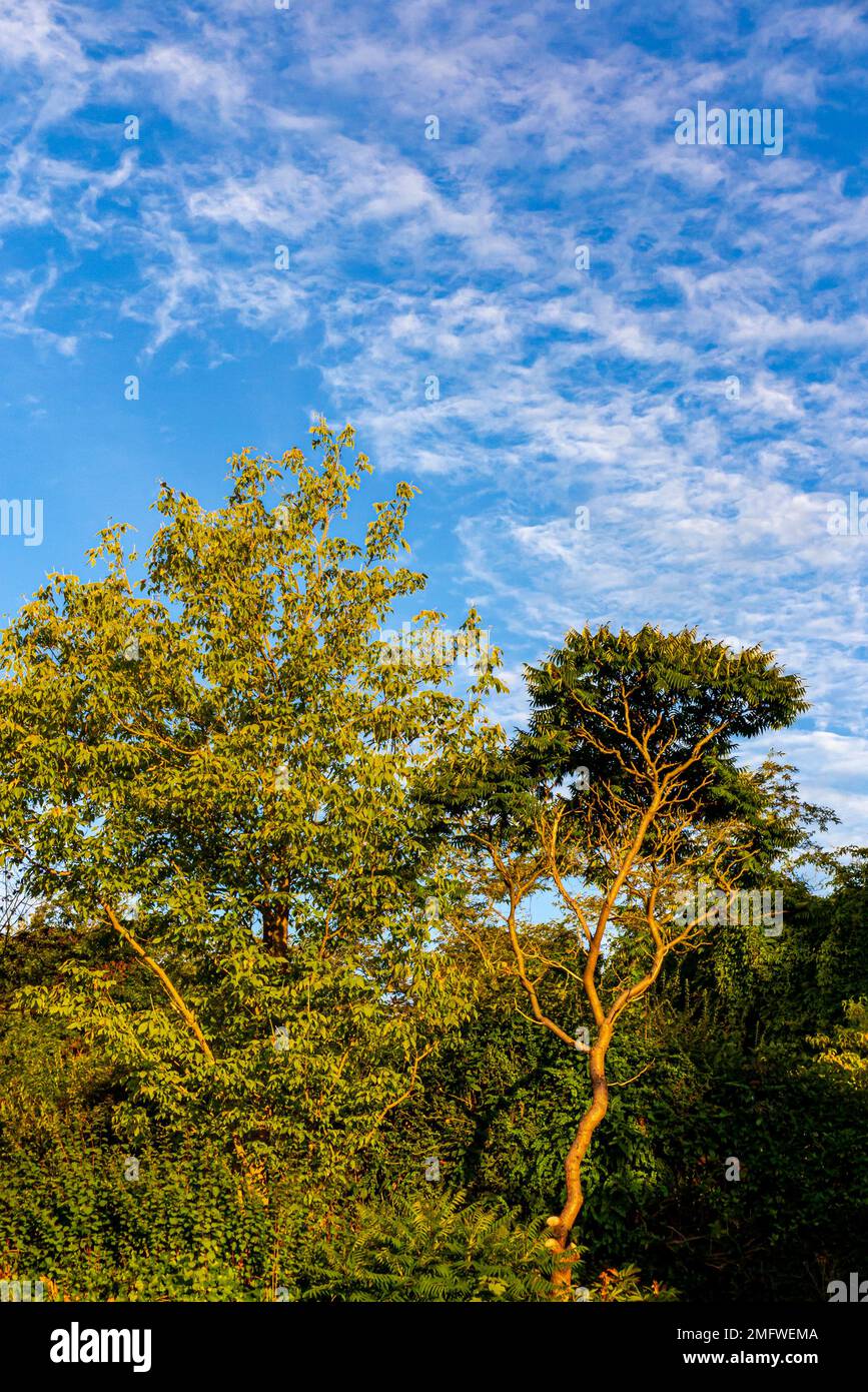 Pictures Of Trees In Summer