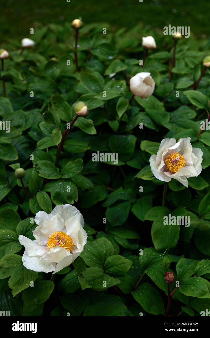paeonia veitchii,Veitch’s peony,white flowers,white paeonia veitchii ...