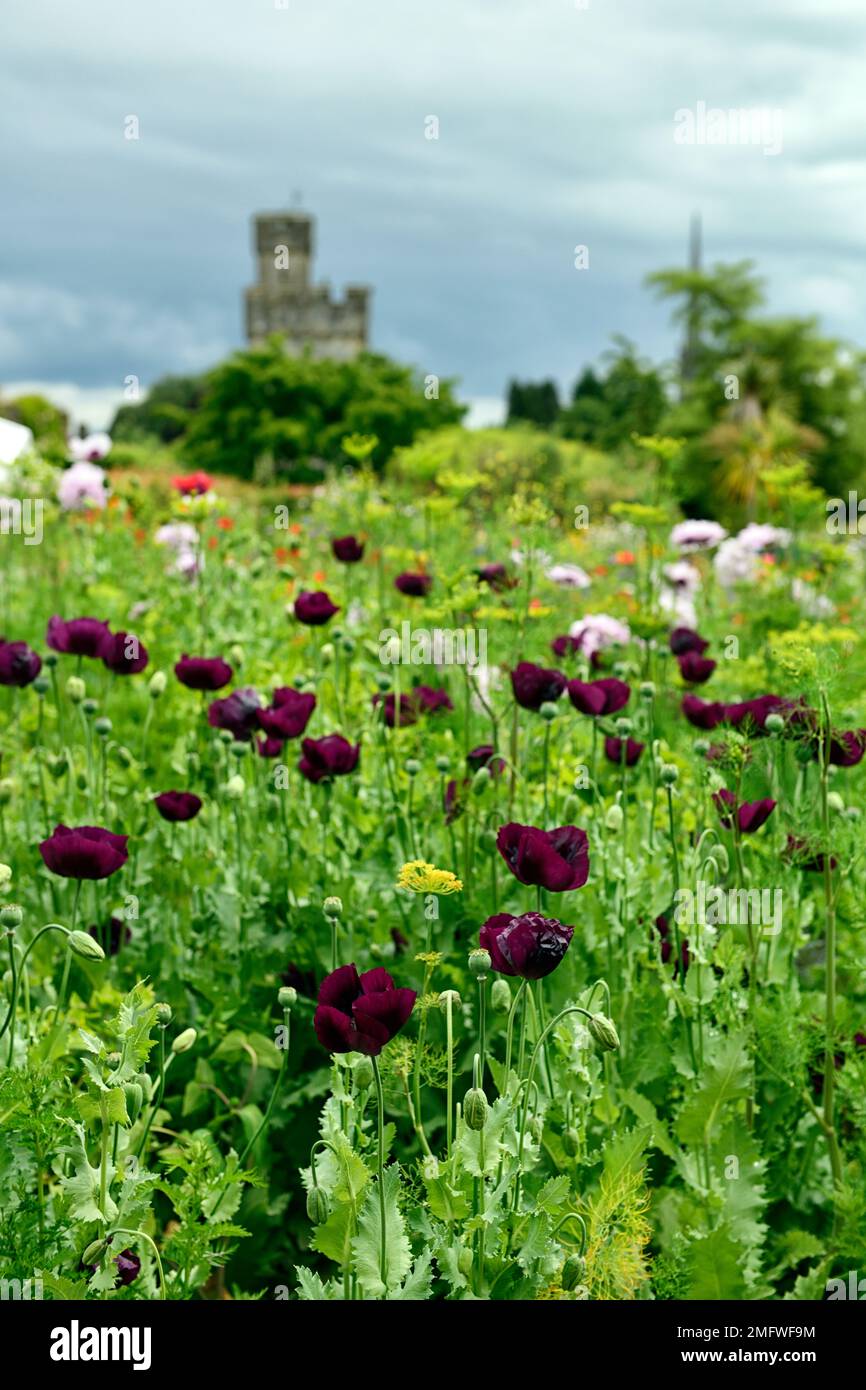Papaver somniferum Black Single ,wild mauve-purple single opium poppy ...