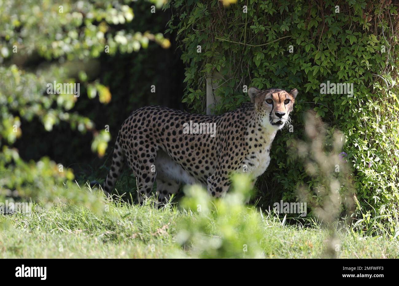 A cheetah looks uncomfortable after seeing the visitors at the Dubai ...