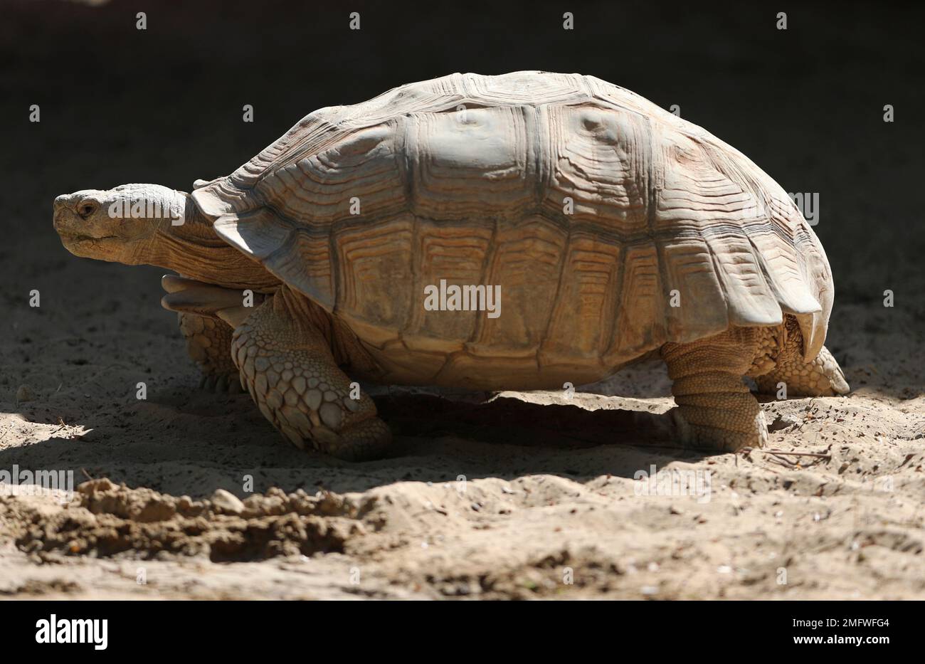 John, a 160 years old turtle moves in his habitat at the Dubai Safari ...