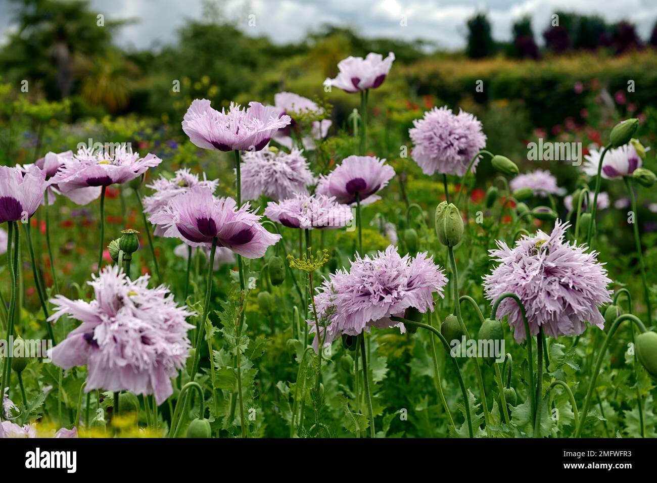 Papaver somniferum Lilac Pompom,opium poppy,Poppy Lilac Pompom,large ...