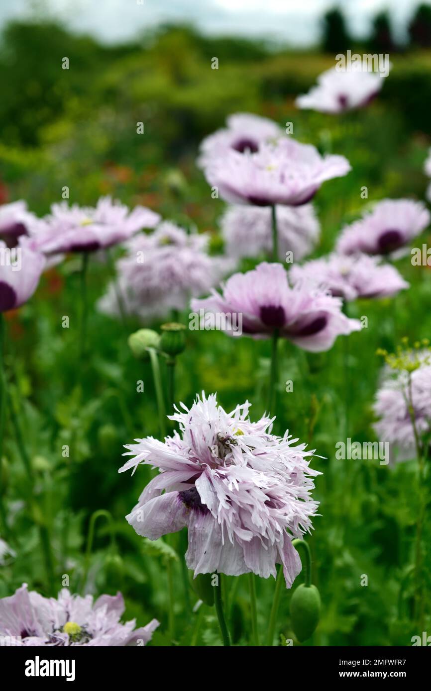 Papaver somniferum lilac pompom hi-res stock photography and images - Alamy