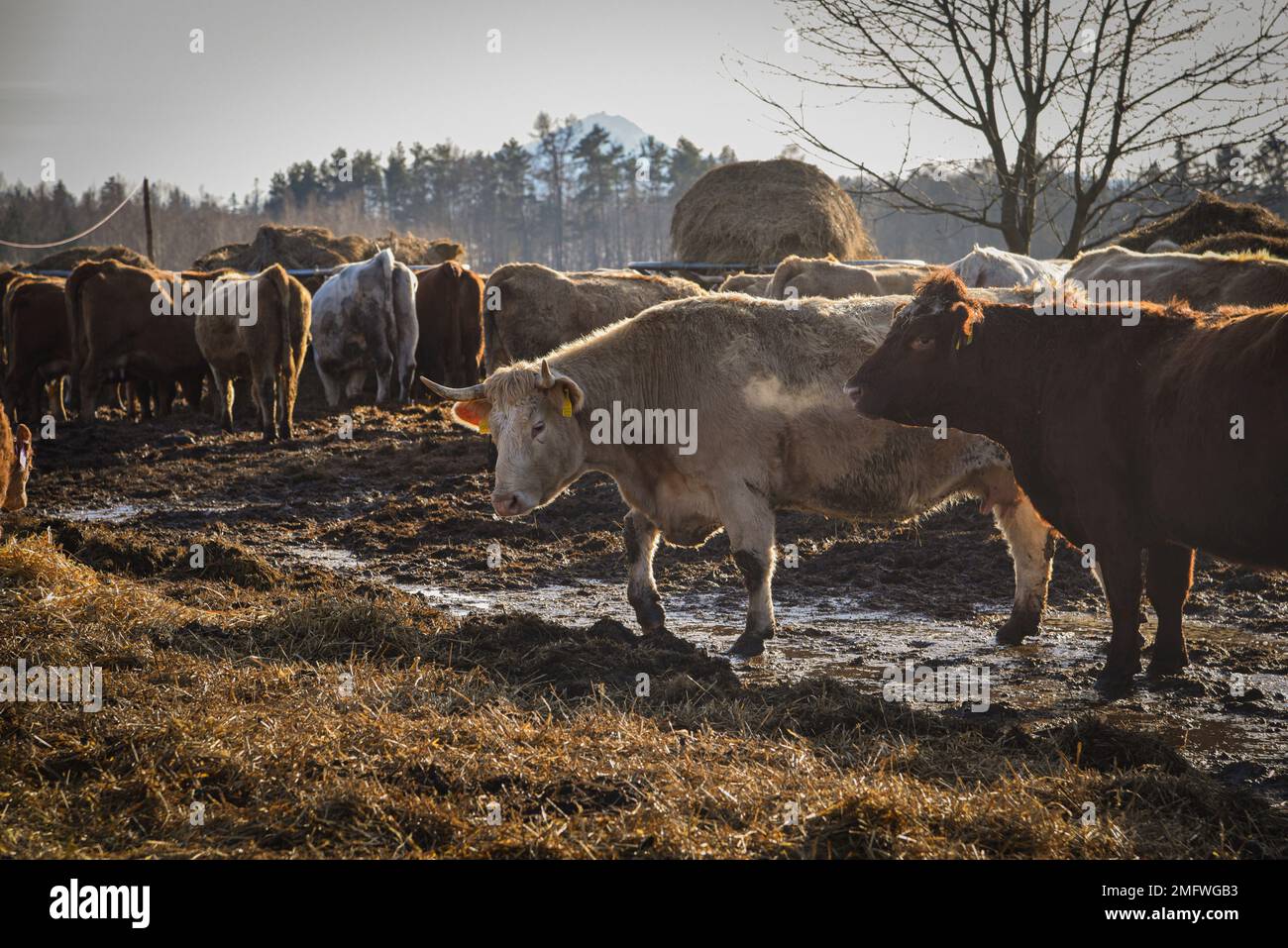 Farmer beef hi-res stock photography and images - Alamy