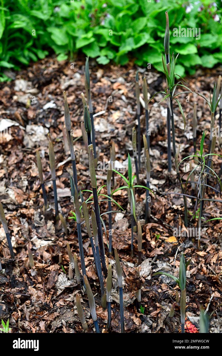 polygonatum verticillatum,new growth,spring,leaves,foliage,fresh,wood ...