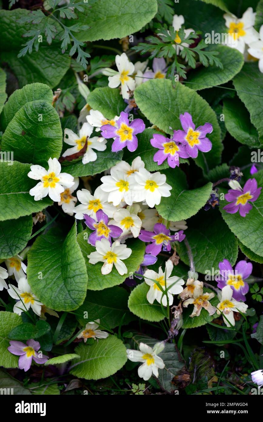 primula vulgaris,primula hybrids,mixed primulas,mixed primula hybrids ...