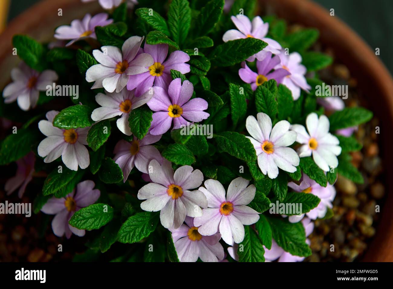Mound forming hi-res stock photography and images - Alamy