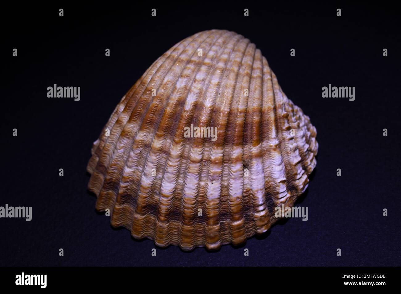Scallop underwater shell hi-res stock photography and images - Alamy